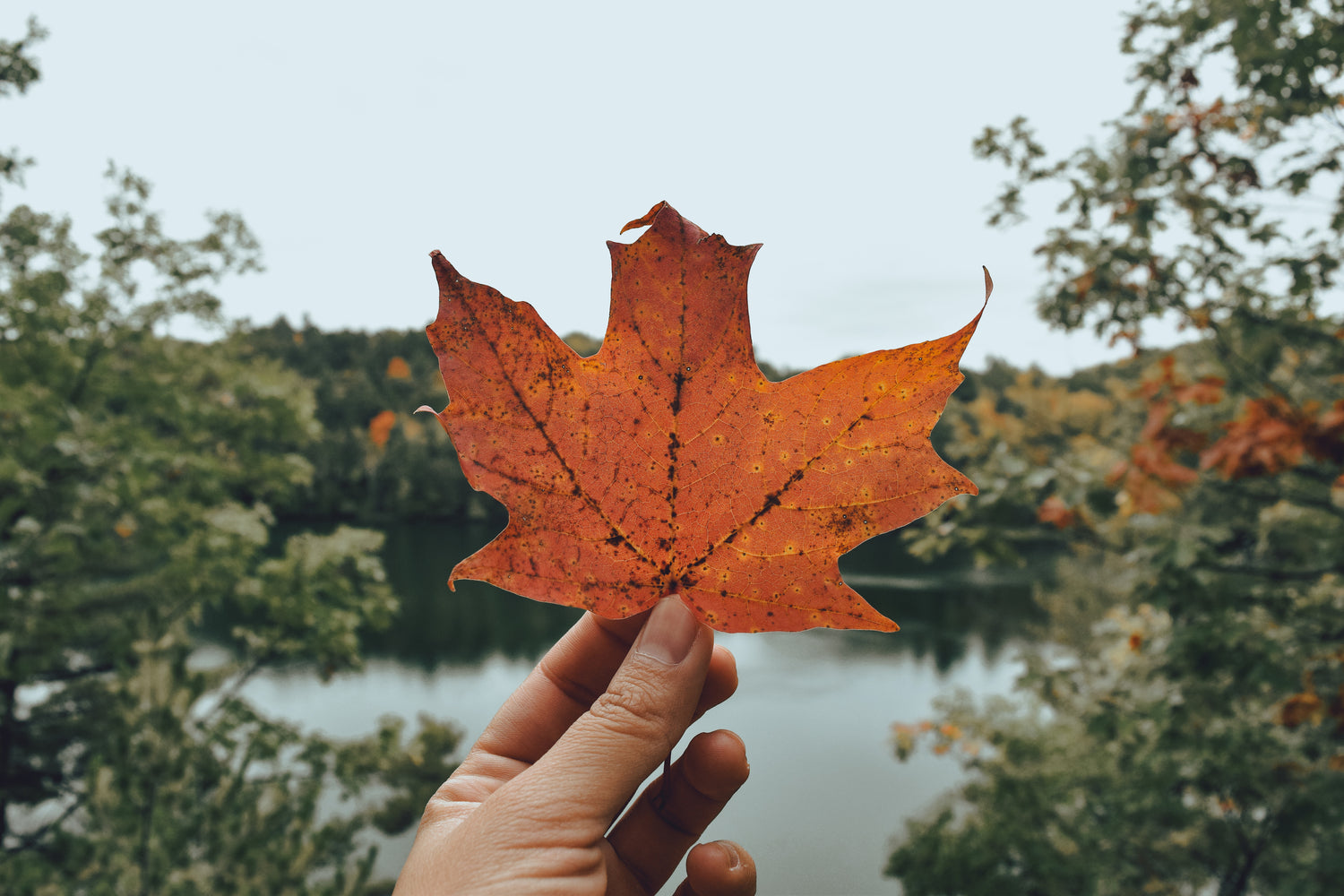 Our Team – Autumn Therapy
